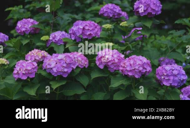 A hydrangea flower at the garden in the public park. High quality 4k ...