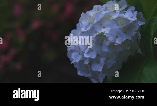 A hydrangea flower at the garden in the public park. High quality 4k ...
