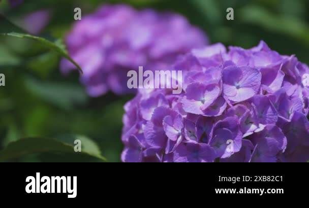 A hydrangea flower at the garden in the public park. High quality 4k ...