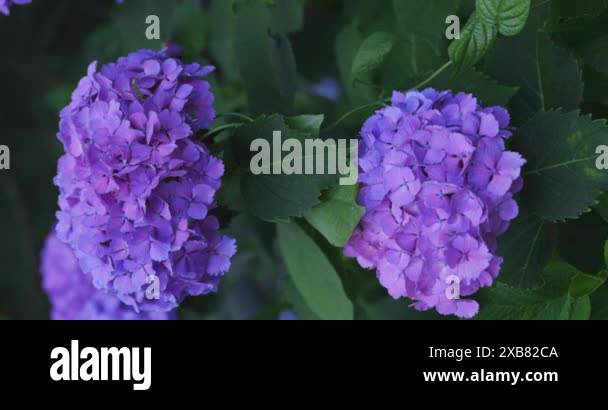 A hydrangea flower at the garden in the public park. High quality 4k ...