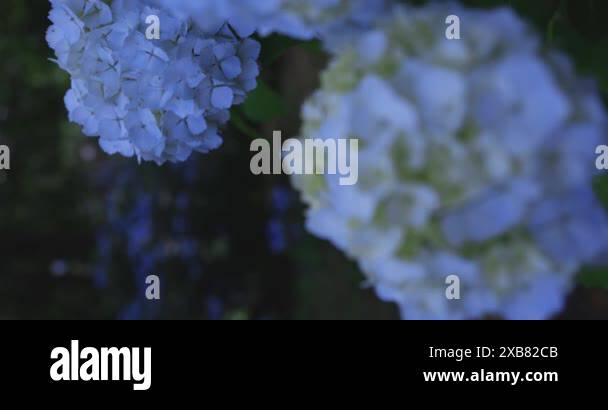 A hydrangea flower at the garden in the public park. High quality 4k ...
