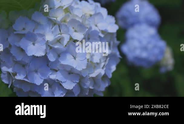 A hydrangea flower at the garden in the public park. High quality 4k ...