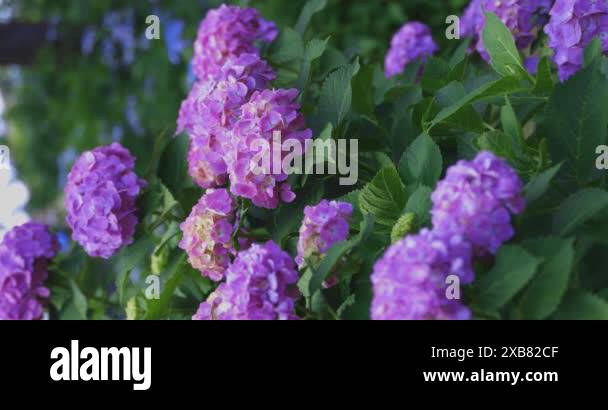 A hydrangea flower at the garden in the public park. High quality 4k ...