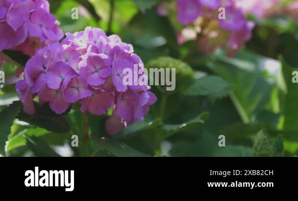 A hydrangea flower at the garden in the public park. High quality 4k ...