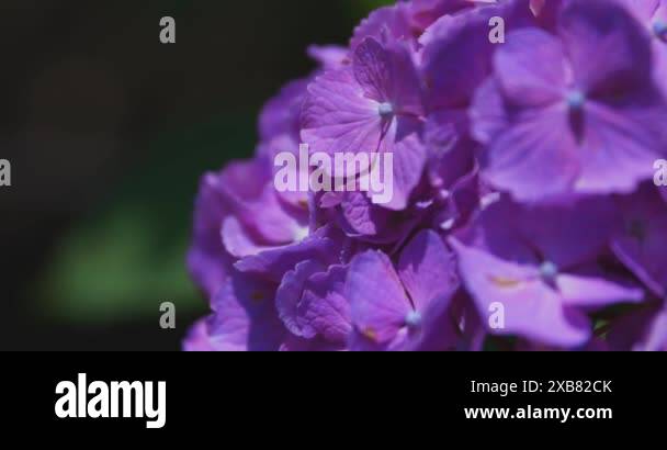 A hydrangea flower at the garden in the public park. High quality 4k ...