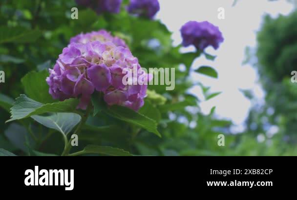 A hydrangea flower at the garden in the public park. High quality 4k ...
