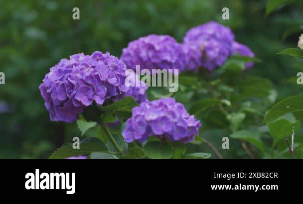 A hydrangea flower at the garden in the public park. High quality 4k ...