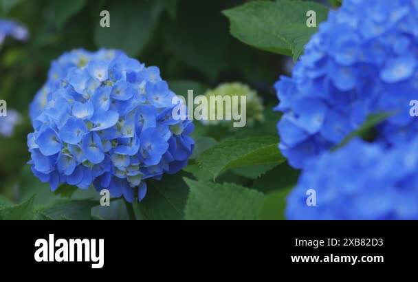 A hydrangea flower at the garden in the public park. High quality 4k ...