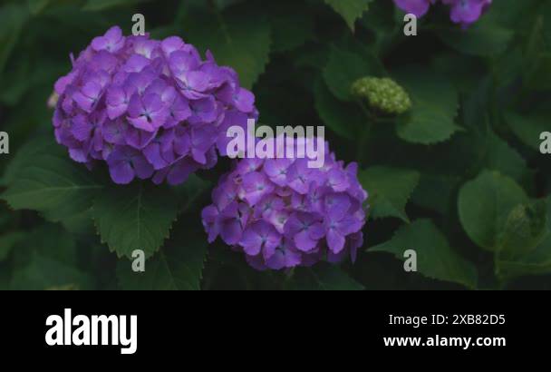 A hydrangea flower at the garden in the public park. High quality 4k ...