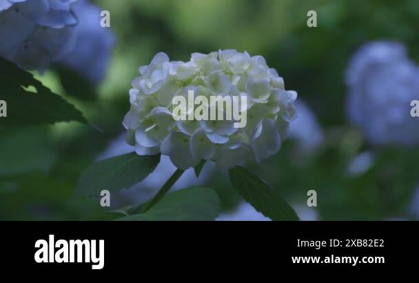 A hydrangea flower at the garden in the public park. High quality 4k ...