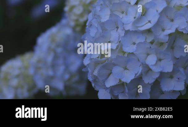 A hydrangea flower at the garden in the public park. High quality 4k ...