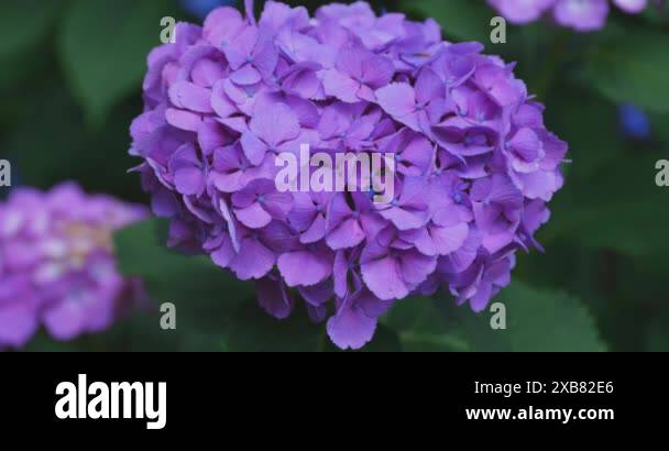 A hydrangea flower at the garden in the public park. High quality 4k ...