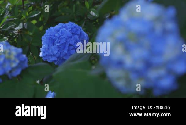 A hydrangea flower at the garden in the public park. High quality 4k ...