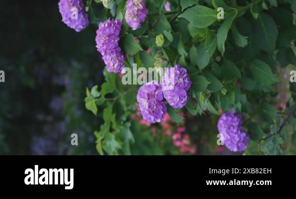 A hydrangea flower at the garden in the public park. High quality 4k ...