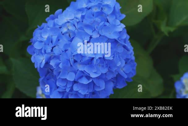 A hydrangea flower at the garden in the public park. High quality 4k ...