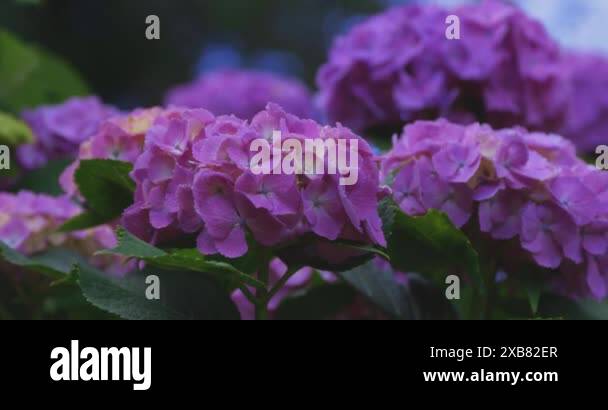 A hydrangea flower at the garden in the public park. High quality 4k ...