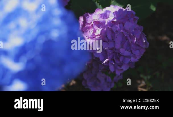 A hydrangea flower at the garden in the public park. High quality 4k ...