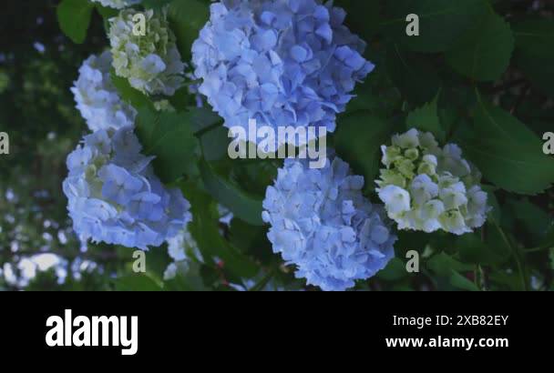 A hydrangea flower at the garden in the public park. High quality 4k ...