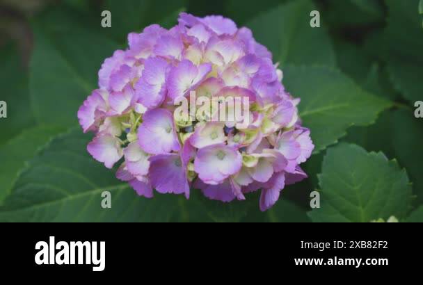 A hydrangea flower at the garden in the public park. High quality 4k ...