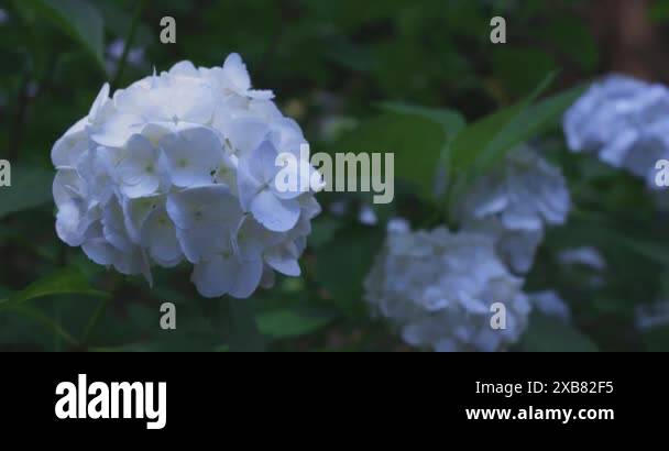 A hydrangea flower at the garden in the public park. High quality 4k ...