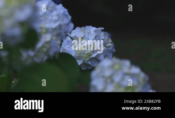 A hydrangea flower at the garden in the public park. High quality 4k ...