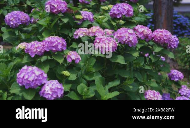 A hydrangea flower at the garden in the public park. High quality 4k ...