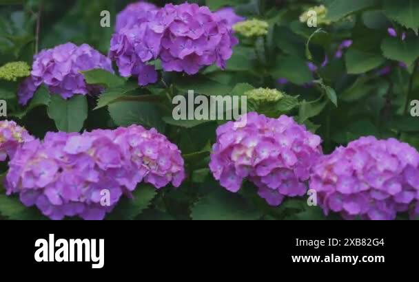 A hydrangea flower at the garden in the public park. High quality 4k ...