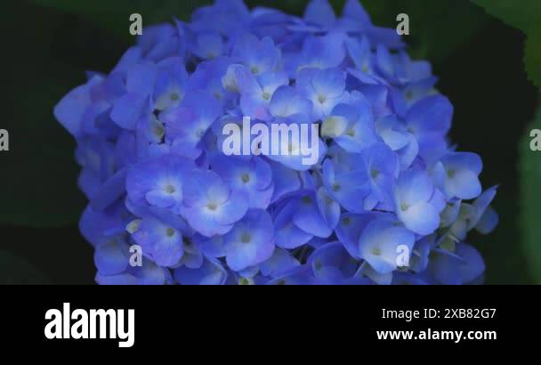 A hydrangea flower at the garden in the public park. High quality 4k ...