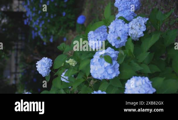 A hydrangea flower at the garden in the public park. High quality 4k ...