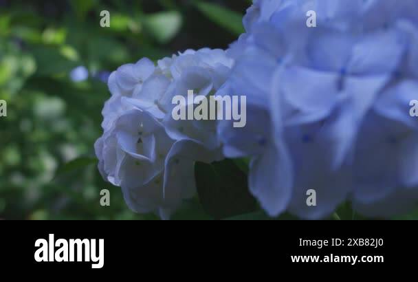 A hydrangea flower at the garden in the public park. High quality 4k ...