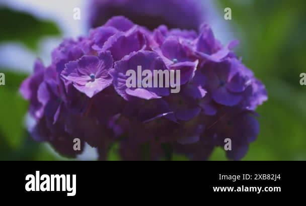 A hydrangea flower at the garden in the public park. High quality 4k ...
