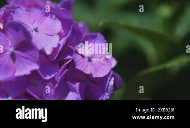 A hydrangea flower at the garden in the public park. High quality 4k ...