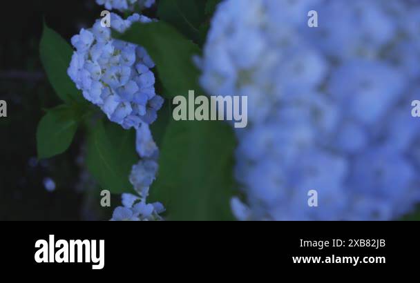 A hydrangea flower at the garden in the public park. High quality 4k ...