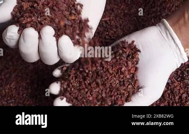 Cacao nibs, Quality control of cocoa nibs, and the Process of making ...