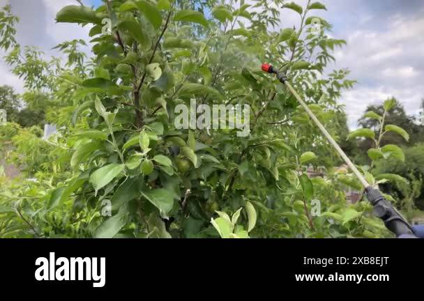 Spraying young apple tree with chemicals in the garden. Protecting ...