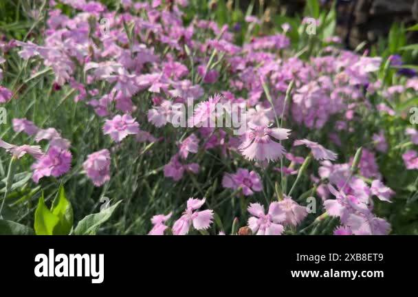 Dianthus flower bed Stock Videos & Footage - HD and 4K Video Clips - Alamy