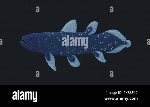Ancient fish Stock Videos & Footage - HD and 4K Video Clips - Alamy