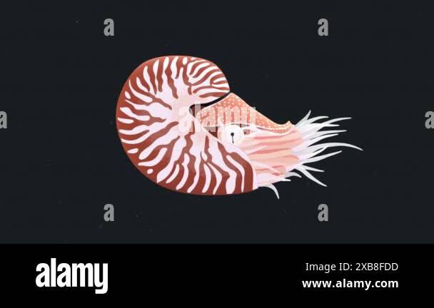 Nautilus Marine Mollusk Nautilus Shell Deep Sea Animal Looping ...