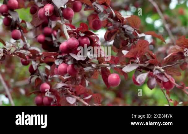 Purple leaf plum tree Stock Videos & Footage - HD and 4K Video Clips ...
