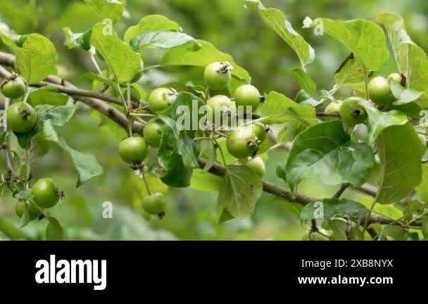Wild crab apple tree Stock Videos & Footage - HD and 4K Video Clips - Alamy