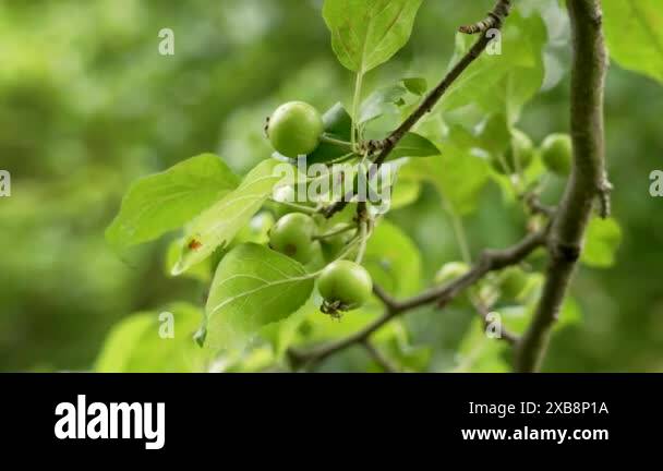 European wild apple tree Stock Videos & Footage - HD and 4K Video Clips ...