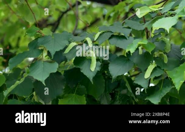 Linden tree seed Stock Videos & Footage - HD and 4K Video Clips - Alamy
