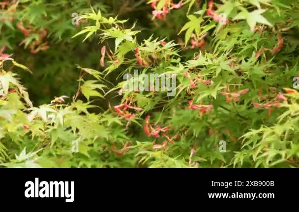 Acer palmatum maple tree Stock Videos & Footage - HD and 4K Video Clips ...