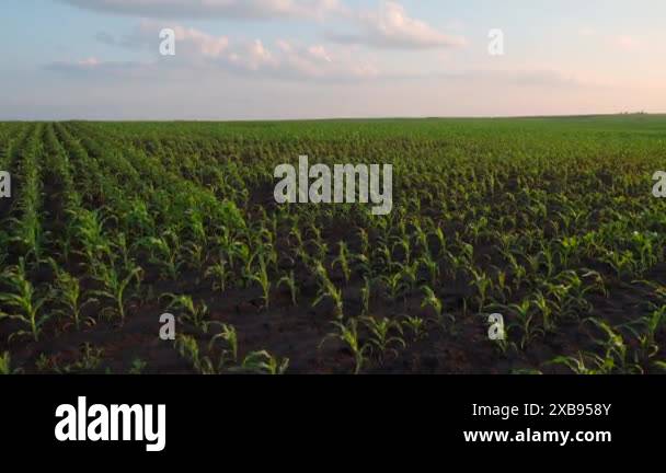Small corn plants grow in a field in black soil. Beautiful corn sprouts ...