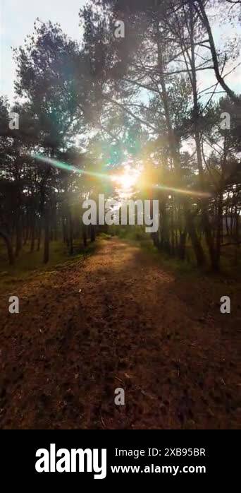 Empty Sunset Walk Through Mystical Forest Path, POV. Single, dirt path ...