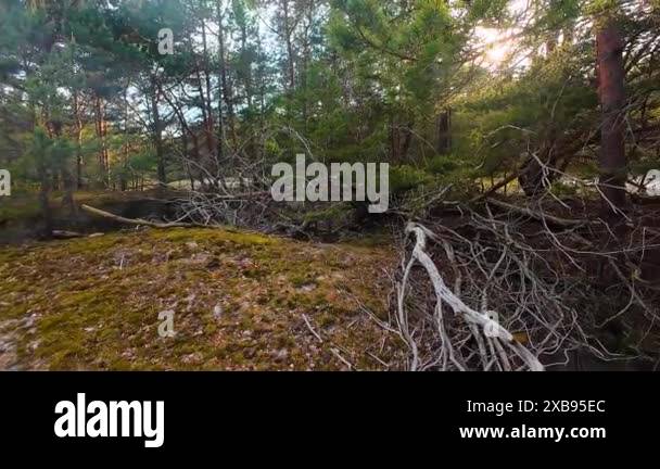 Trees and trenches Stock Videos & Footage - HD and 4K Video Clips - Alamy