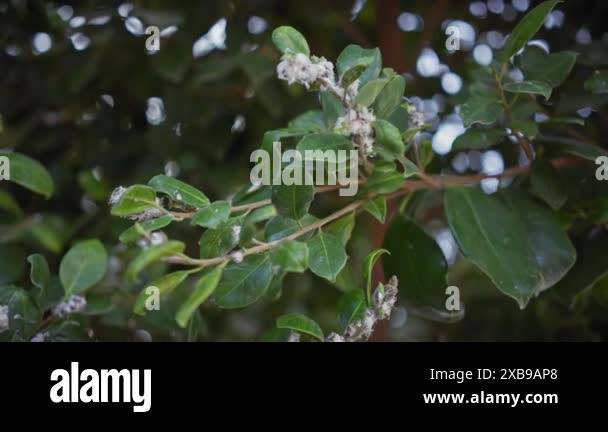 Oak galls close up Stock Videos & Footage - HD and 4K Video Clips - Alamy