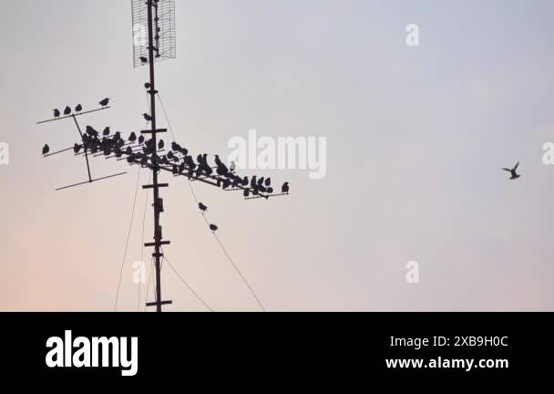 Uhf antennas Stock Videos & Footage - HD and 4K Video Clips - Alamy