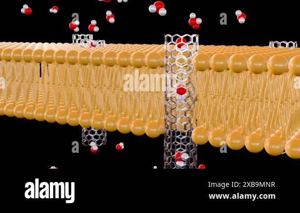 Lipid membrane Stock Videos & Footage - HD and 4K Video Clips - Alamy