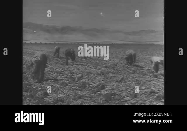 Farmers work their land in agriculture and harvest their crops. Life ...